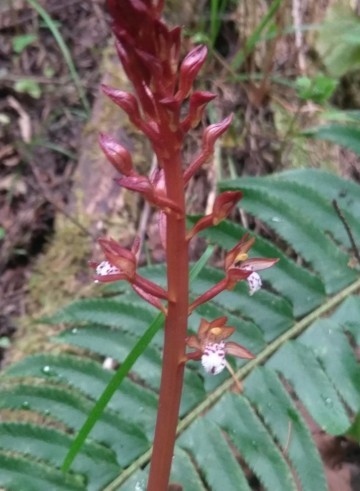 Spotted coralroot (Corallorhiza maculata) Flower, Leaf, Care, Uses ...