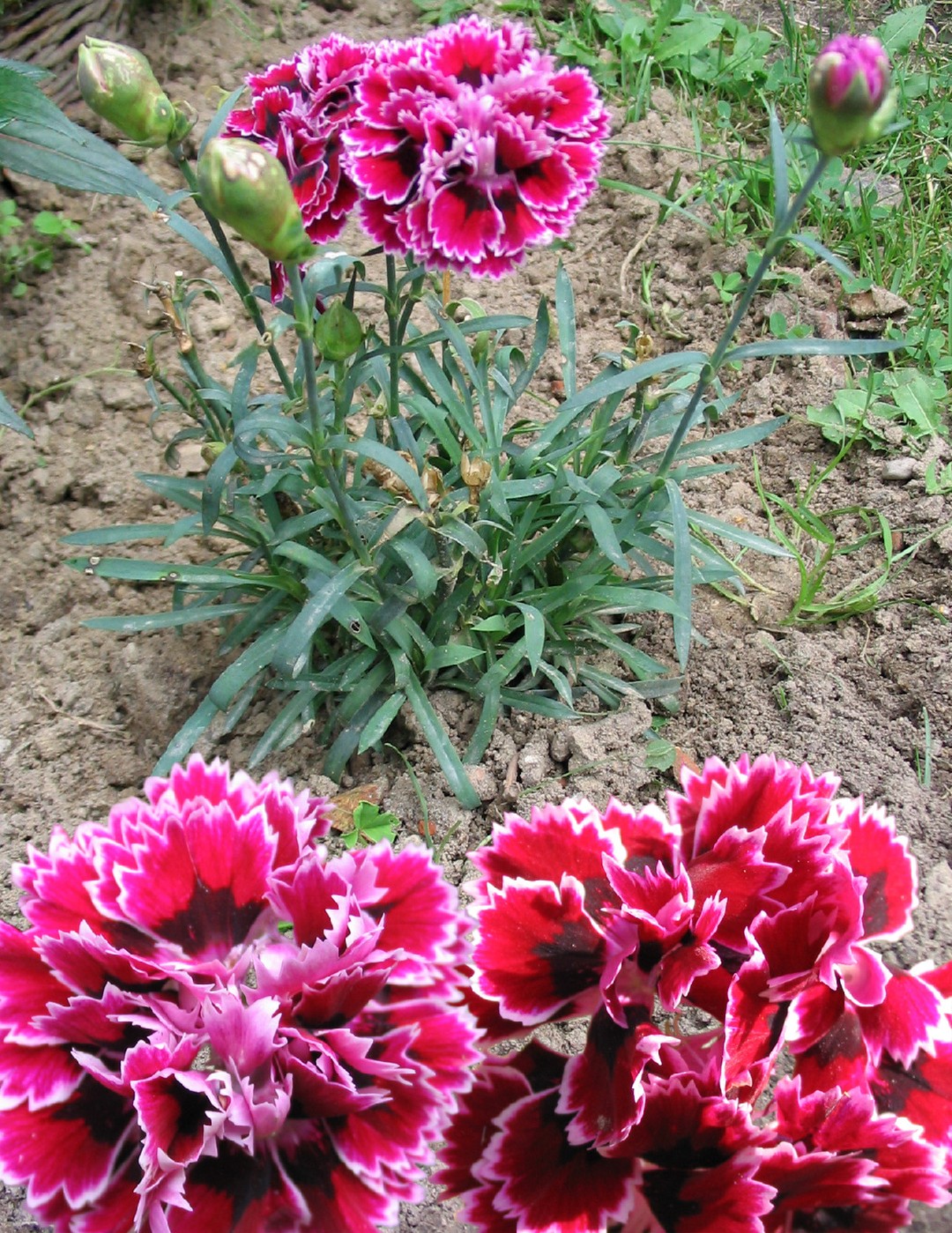 Clavel (Dianthus caryophyllus) - PictureThis