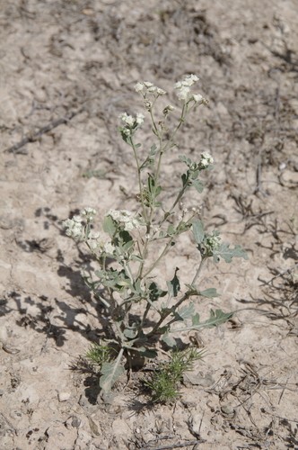 Gray's feverfew (Parthenium confertum) Flower, Leaf, Care, Uses ...
