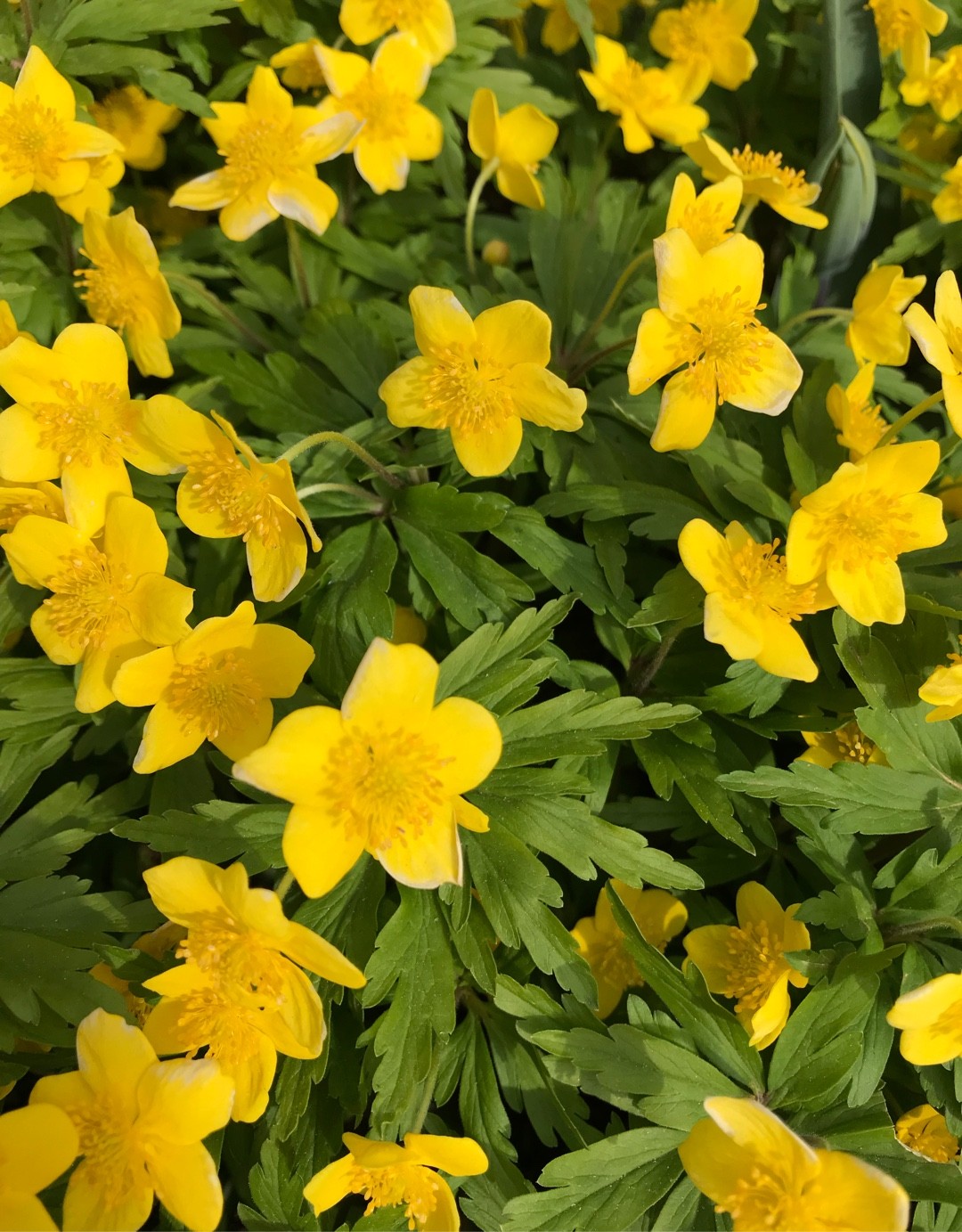 Trolle (Trollius) - PictureThis