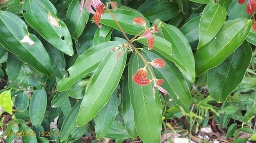 Cinnamomum iners - PictureThis