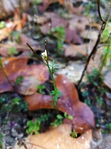 コタネツケバナ (Cardamine parviflora) 花言葉，毒性，よくある質問 - PictureThis