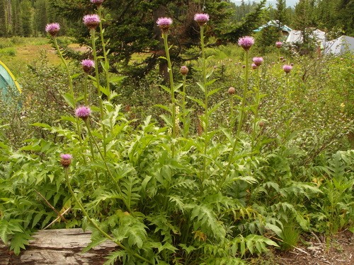 Rhaponticum carthamoides - PictureThis