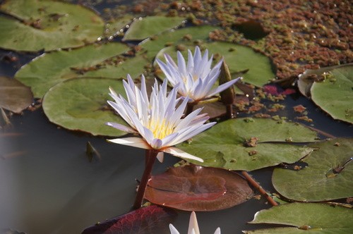 Nymphaea micrantha - PictureThis