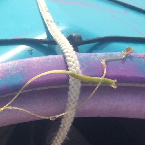 American eelgrass (Vallisneria americana) Flower, Leaf, Care, Uses ...