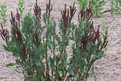 Rumex chrysocarpus - PictureThis