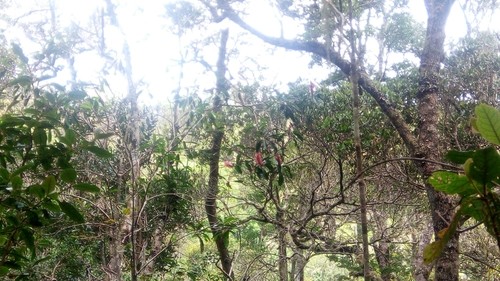 Faurea forficuliflora - PictureThis