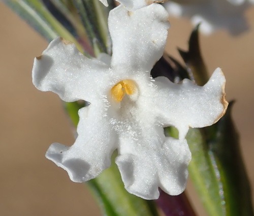 Chascanum Flower, Leaf, Care, Uses - PictureThis