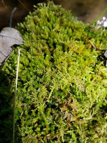 Spoon-leaved moss (Bryoandersonia illecebra) Flower, Leaf, Care, Uses ...