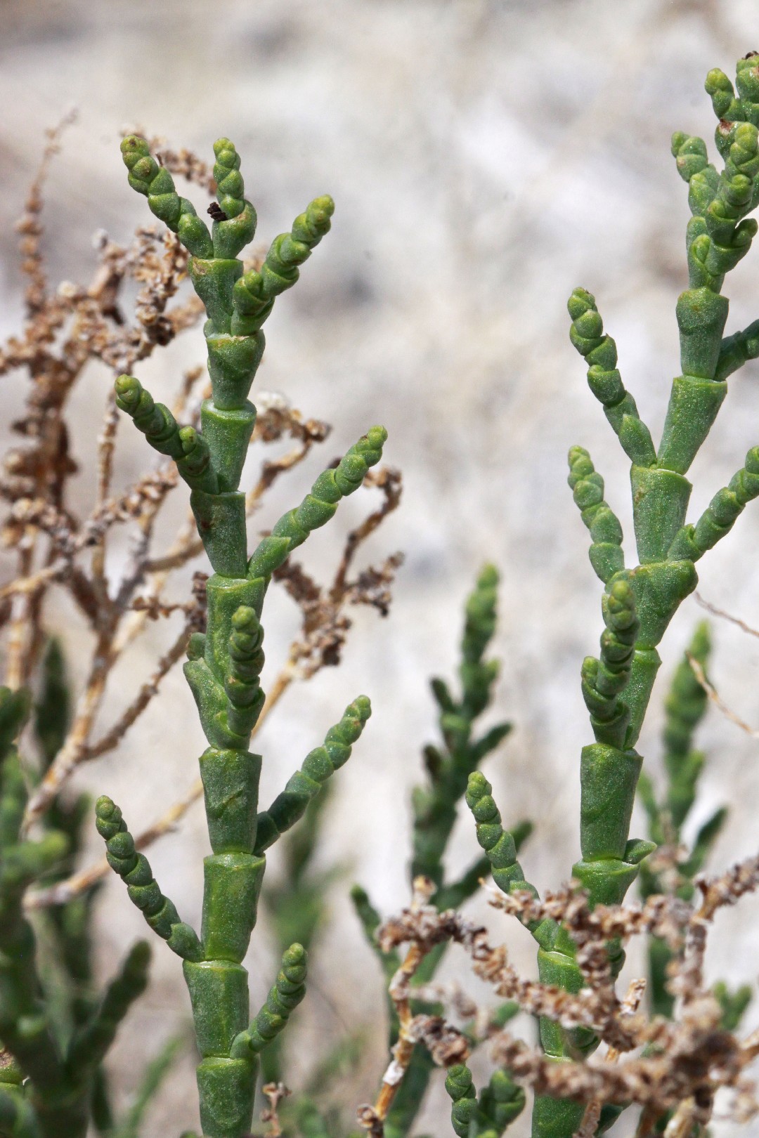 Chamizo verde (Allenrolfea occidentalis) - PictureThis