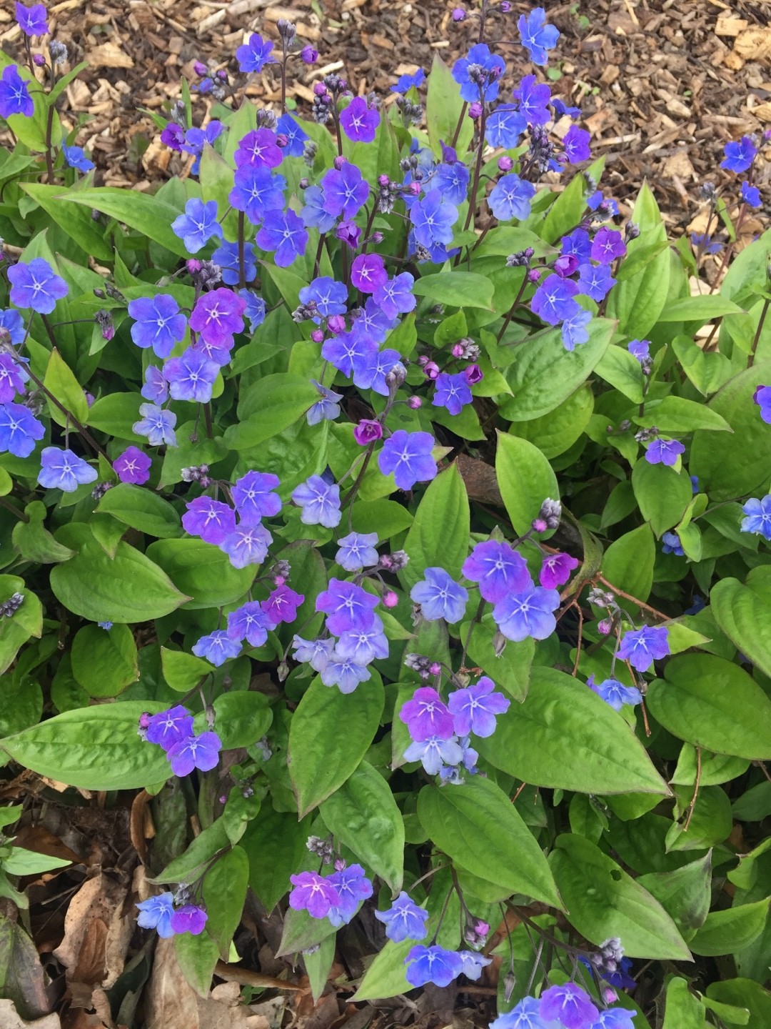Navelwort (Omphalodes) Flower, Leaf, Care, Uses - PictureThis