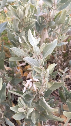 Atriplex cinerea 照顧，種植，繁殖，開花時間 - PictureThis