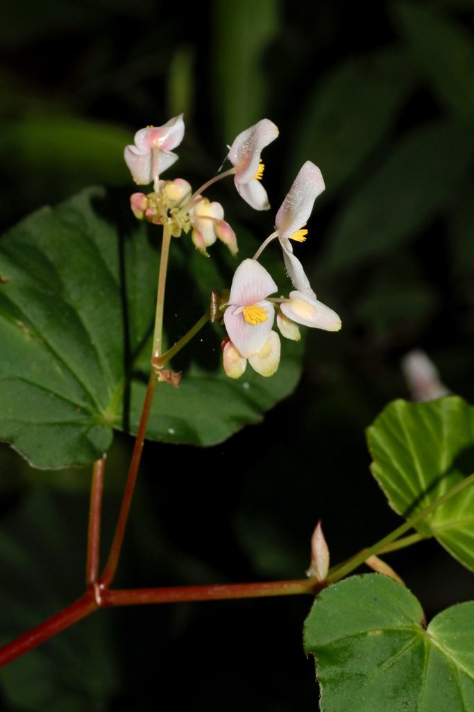 Begonia fischeri - PictureThis