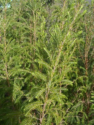 Passerina falcifolia - PictureThis