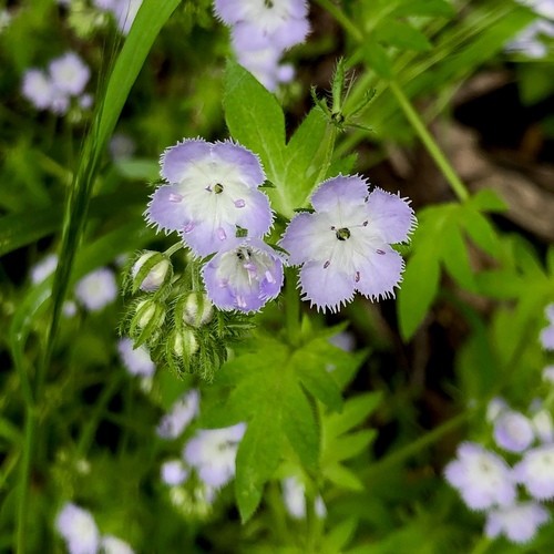 How to identify Miami mist (Phacelia purshii)