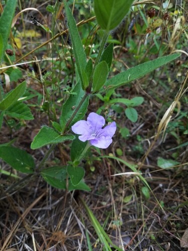 루엘리아 후밀리스 (Ruellia humilis) - PictureThis