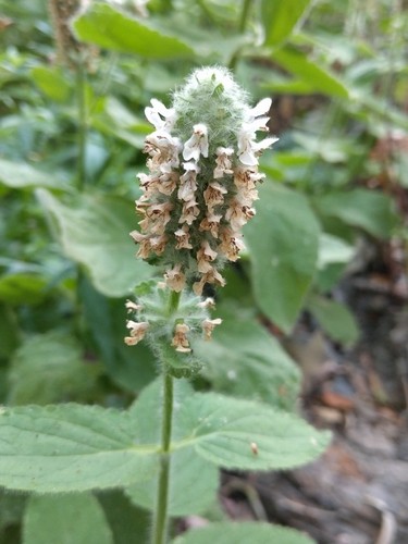 Stachys pycnantha - PictureThis