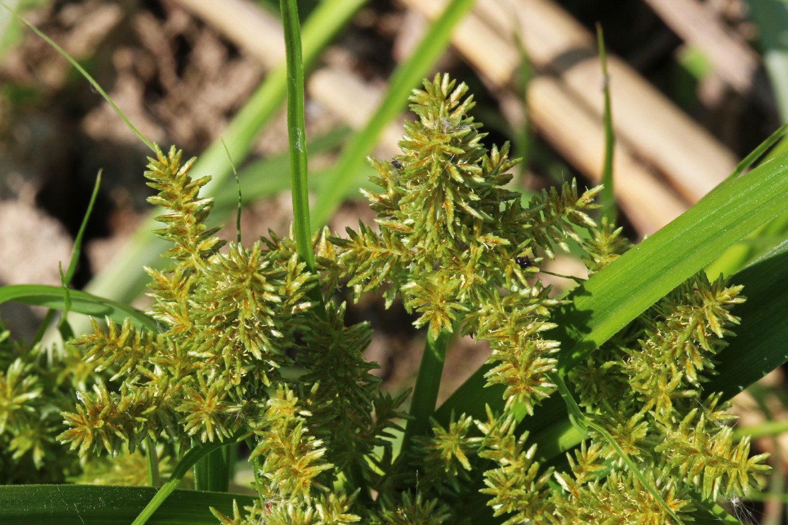 Redroot flatsedge (Cyperus erythrorhizos) - PictureThis
