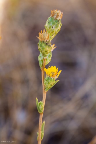 Goldenweeds (Pyrrocoma) Flower, Leaf, Care, Uses - PictureThis