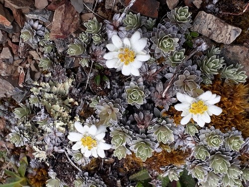 Leucogenes leontopodium × raoulia rubra (Leucogenes leontopodium ...