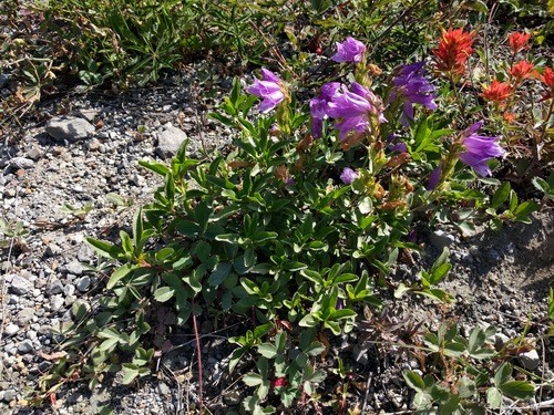 Cardwell's beardtongue (Penstemon cardwellii) Flower, Leaf, Care, Uses ...