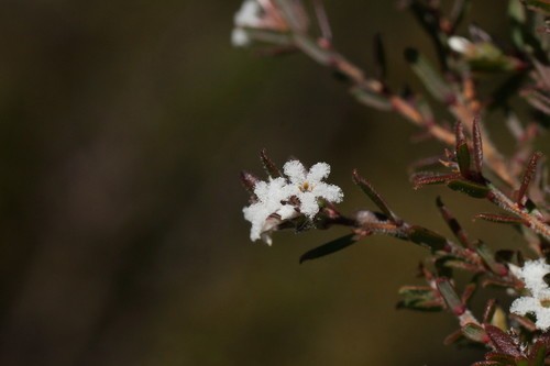 Leucopogon microphyllus - PictureThis