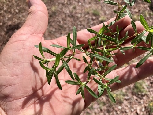 Sonoran chinchweed Care (Watering, Fertilize, Pruning, Propagation ...