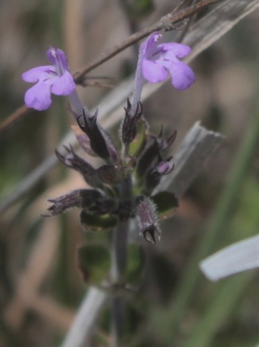 Hedeoma costata - PictureThis