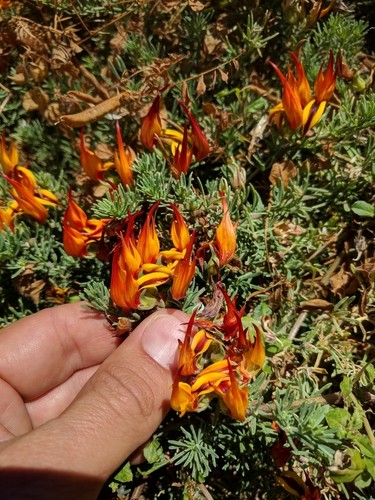 Pico de paloma (Lotus berthelotii) - PictureThis