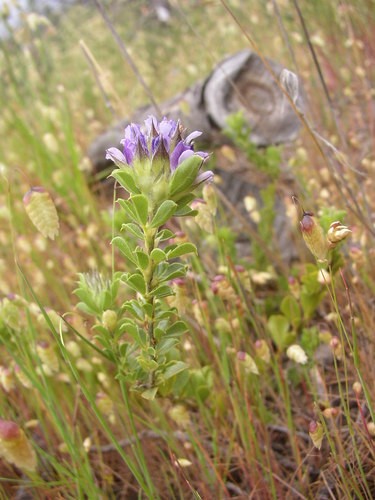 Otholobium fruticans - PictureThis