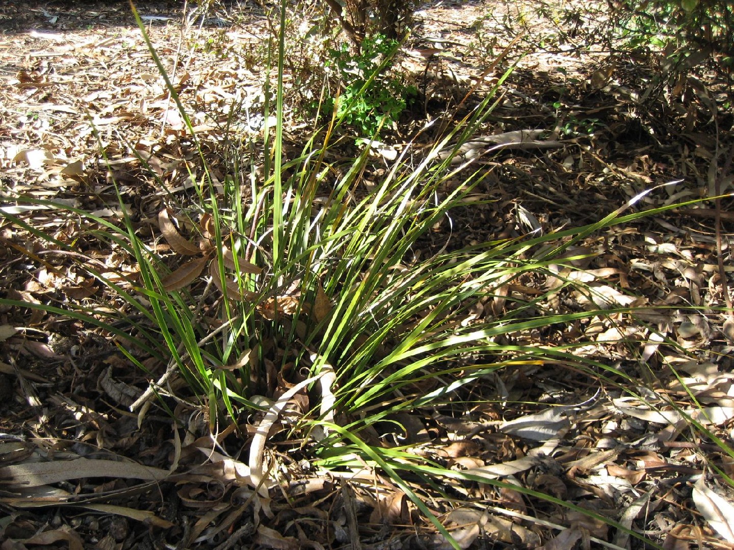 New zealand iris (Libertia ixioides) Flower, Leaf, Care, Uses - PictureThis