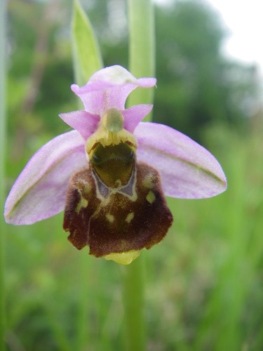 Late spider orchid (Ophrys fuciflora) Flower, Leaf, Care, Uses ...