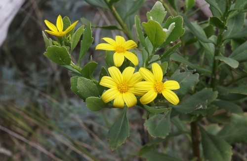 Bush tick berry (Osteospermum moniliferum) Flower, Leaf, Care, Uses ...