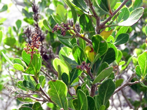 Searsia lucida - PictureThis