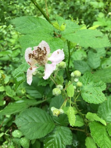 Rubus cuneifolius - PictureThis