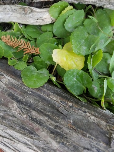 Centella erecta - PictureThis