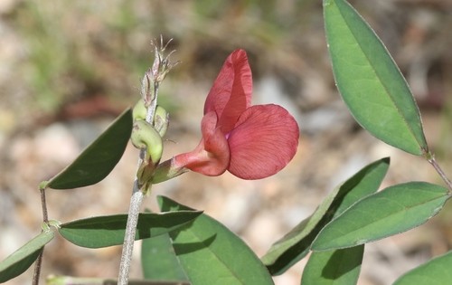 Phasey bean (Macroptilium lathyroides) Flower, Leaf, Care, Uses ...