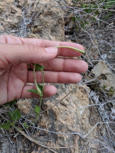 Trompeta de Ángel (Acleisanthes longiflora) - PictureThis