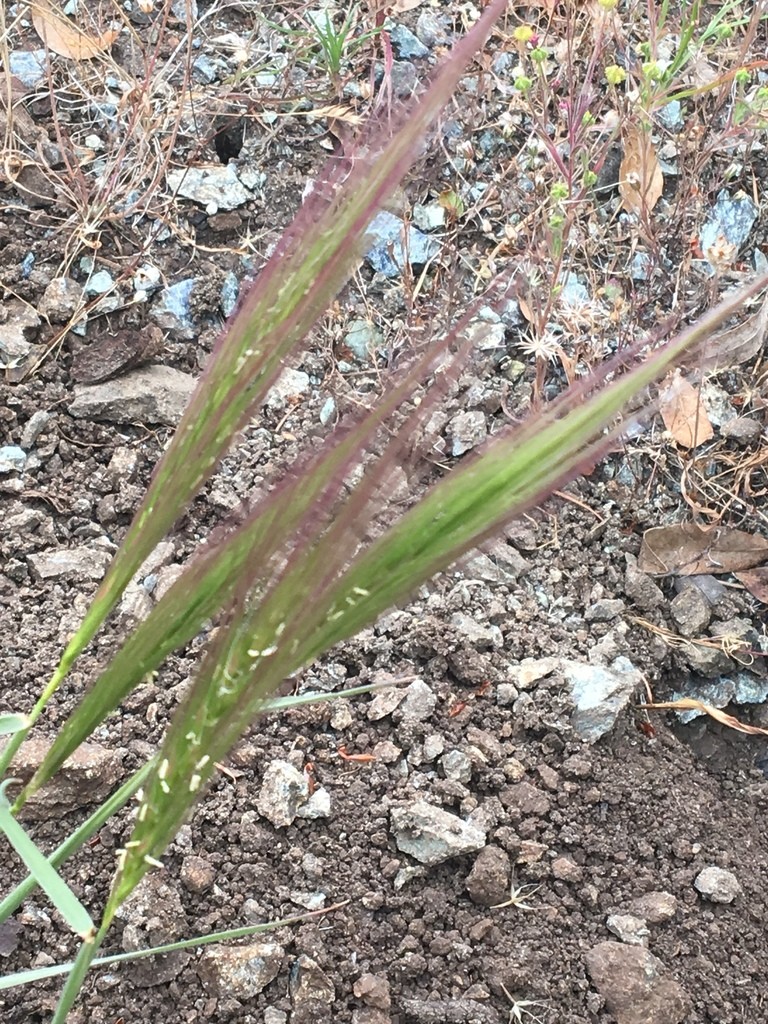 Elymus multisetus - PictureThis
