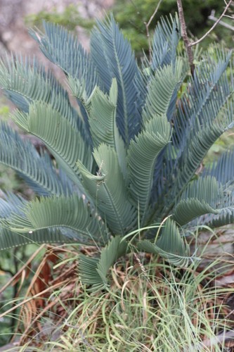 Encephalartos princeps - PictureThis