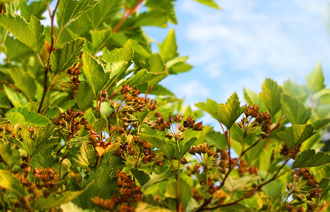 Ninebarks (Physocarpus) Flower, Leaf, Care, Uses - PictureThis