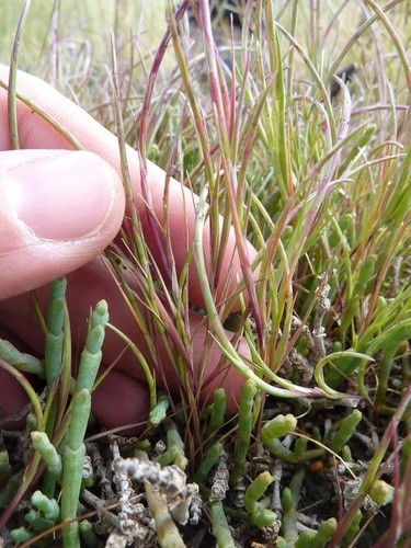 Parapholis - PictureThis