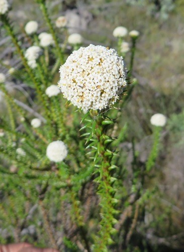 Stoebe aethiopica - PictureThis