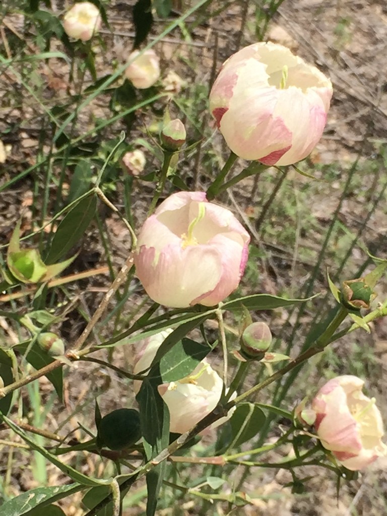 Gossypium thurberi - PictureThis