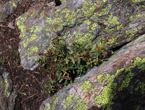 ️️ How to Prune Hypericum orientale