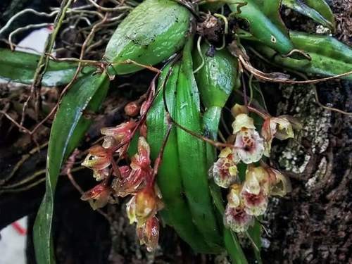 Leochilus Care (Watering, Fertilize, Pruning, Propagation) - PictureThis
