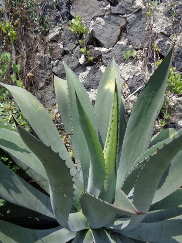 Maguey largo (Agave inaequidens) - PictureThis