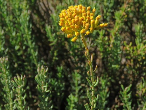 Athanasia - PictureThis