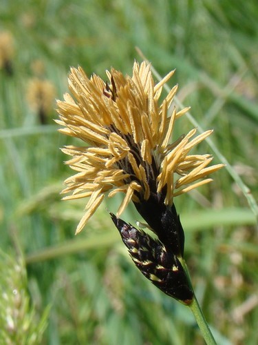 Great plains sedge (Carex melanostachya) Flower, Leaf, Care, Uses ...