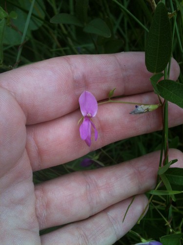 Galactia regularis - PictureThis